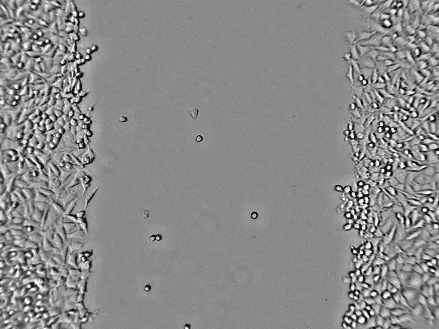 Scratch Assay - zenCELL owl - designed for the incubator