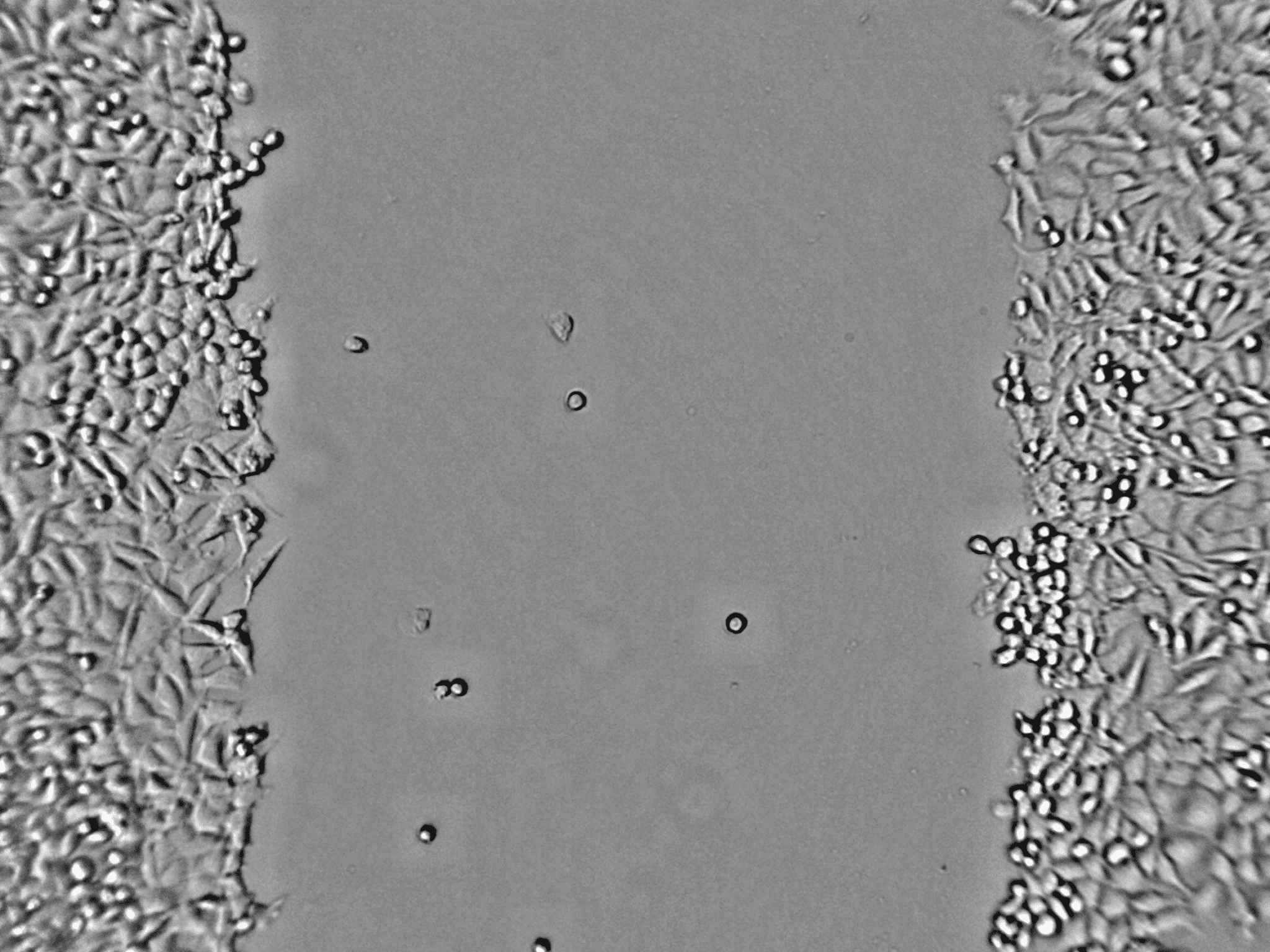 Scratch Assay - zenCELL owl - designed for the incubator
